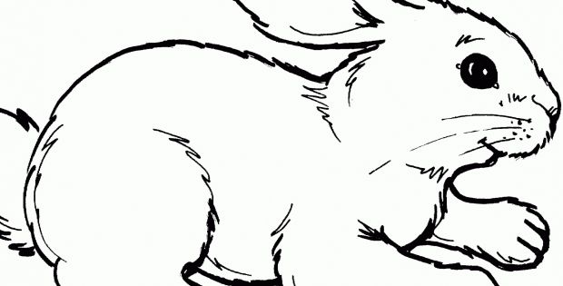 Tete De Lapin Dessin Impressionnant Image Tete De Lapin Facile A ... Tete De Lapin Dessin Impressionnant Image Tete De Lapin Facile A ...